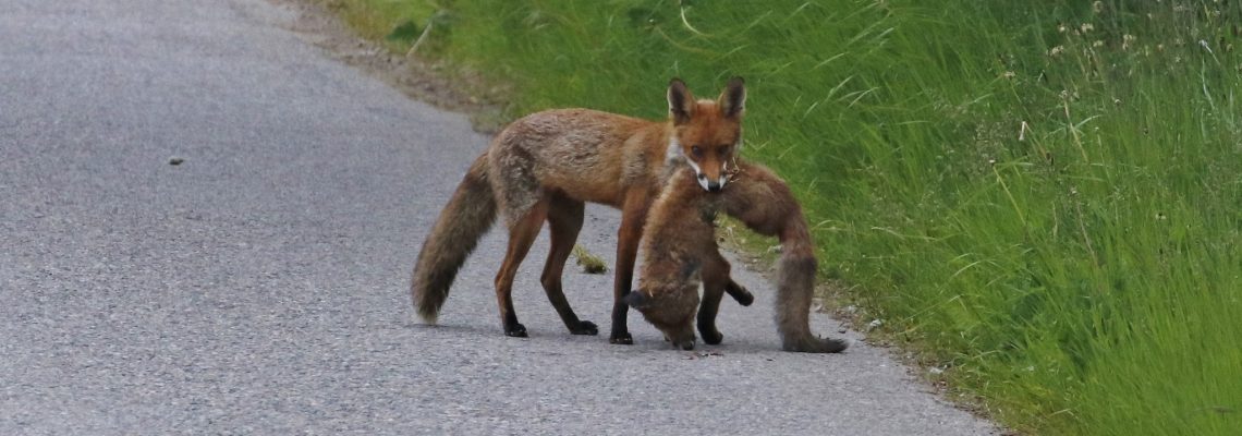 Un renard cannibale - Chasse Passion