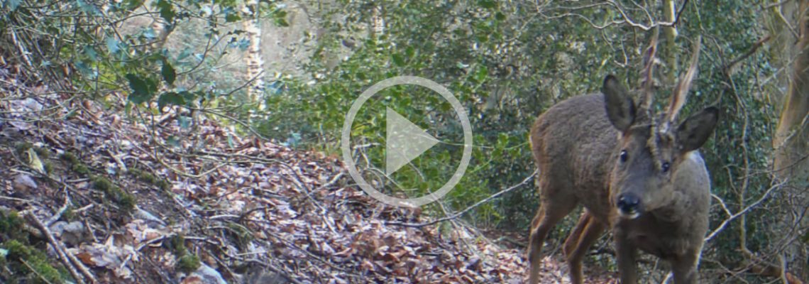 [Vidéo] Un brocard perdant son velours filmé par un piège photographique - Chasse Passion