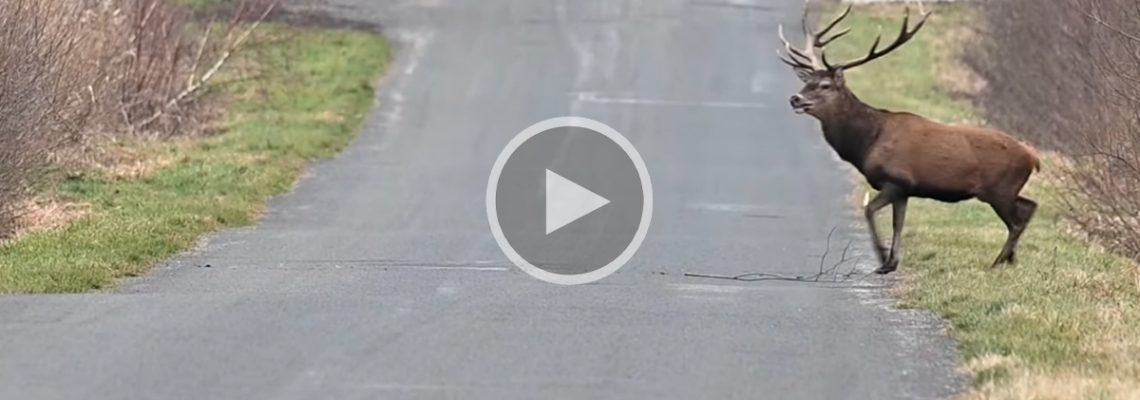 [Vidéo] Une superbe harde de cerfs traverse tranquillement une route ...