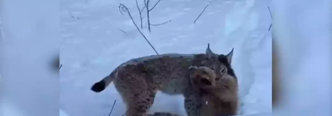 [Vidéo] Quand le renard devient la proie du lynx - Chasse Passion
