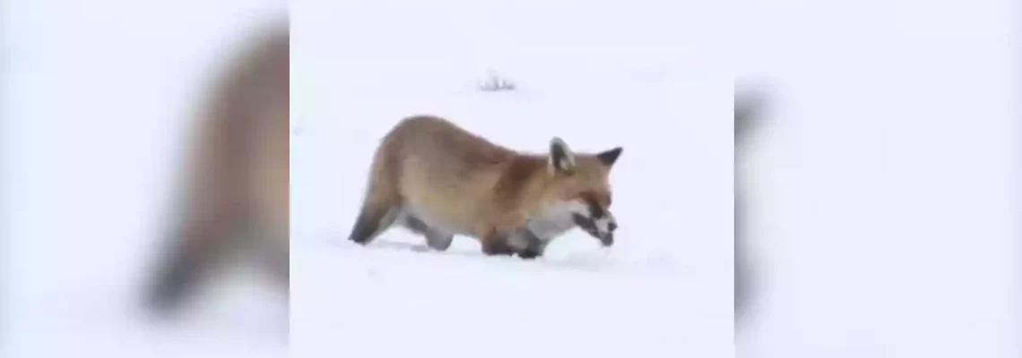 [Vidéo] Un renard qui mulote dans la neige - Chasse Passion